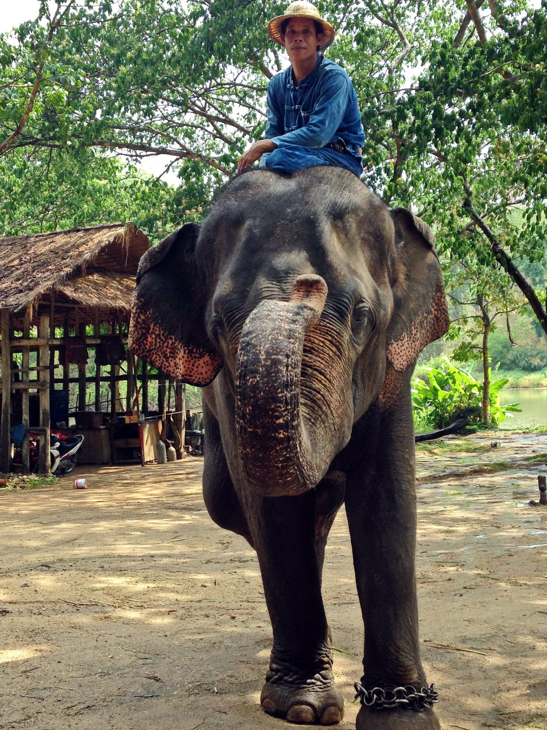 Elephant Jojo – Elephant Art Gallery