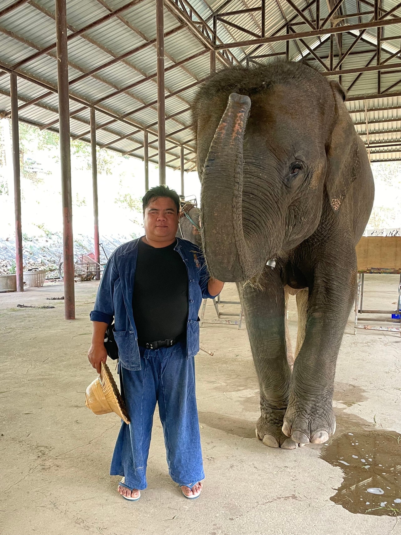 Elephant Pachi – Elephant Art Gallery