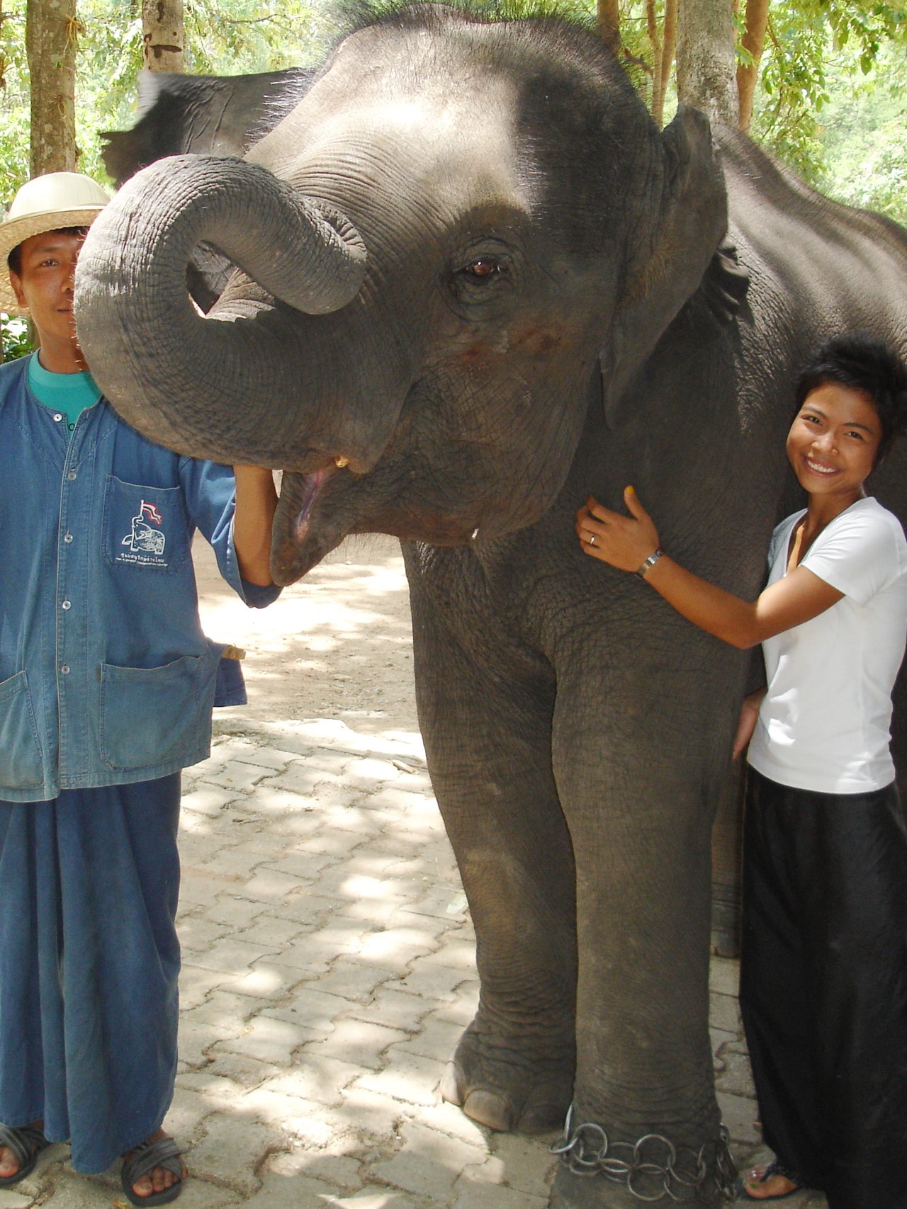 Elephant Somchai – Elephant Art Gallery